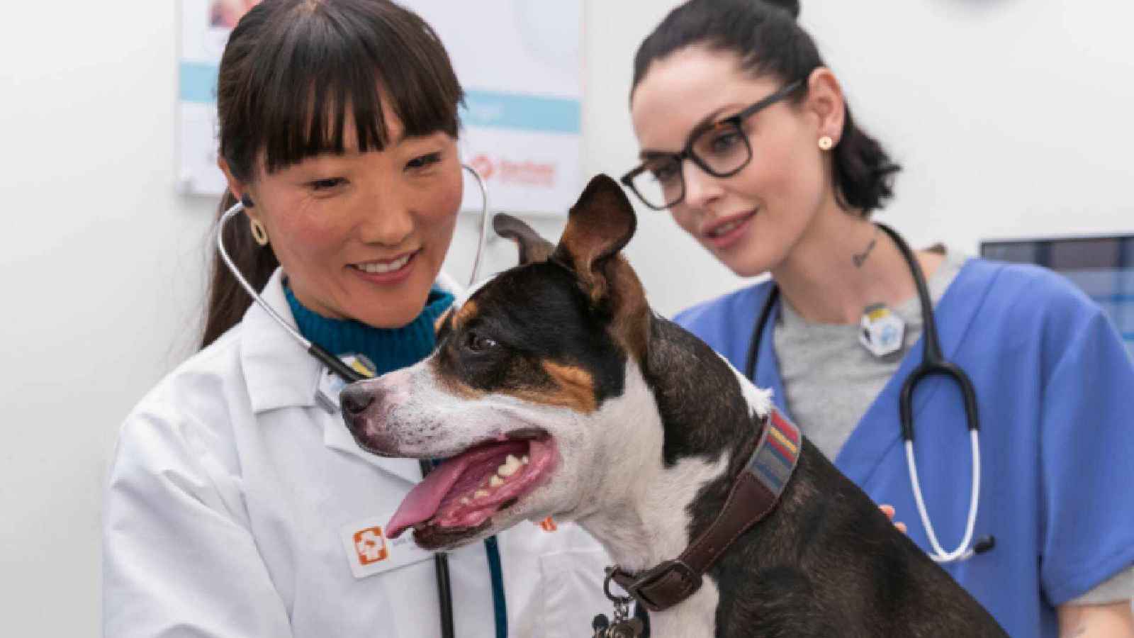 Wellness Hub | Banfield Pet Hospital®
